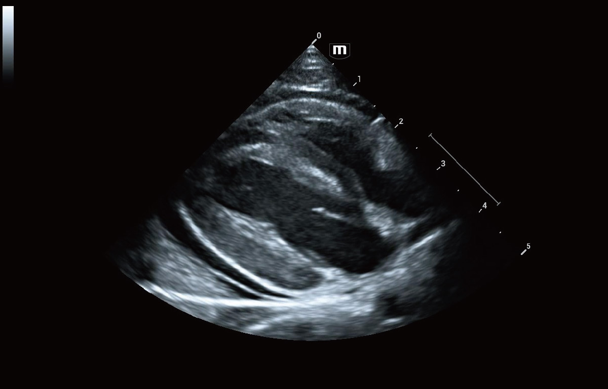 Mindray Animal Medical