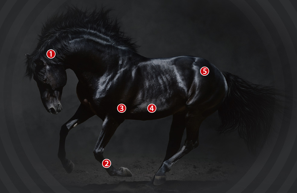 Mindray Animal Medical