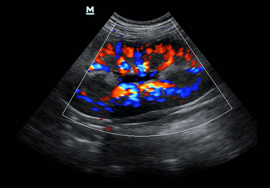 Mindray Animal Medical